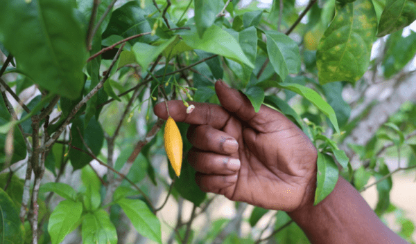 Inoga: Gabon’s Powerful Plant for Beating Heroin, Cocaine, and Alcohol ...