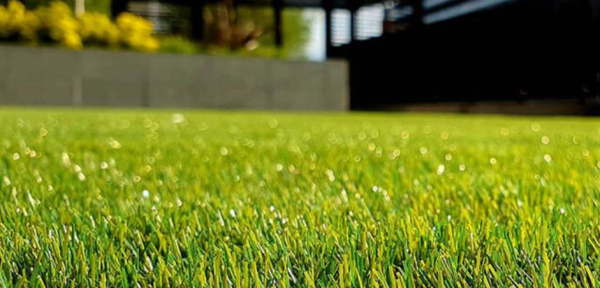 Sir Walter Buffalo vs. Other Turf Varieties: What Sets It Apart
